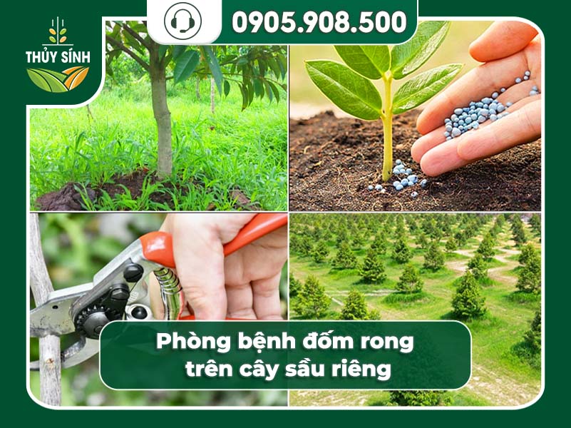 Kinh nghiệm trị bệnh đốm rong trên cây sầu riêng từ chuyên gia